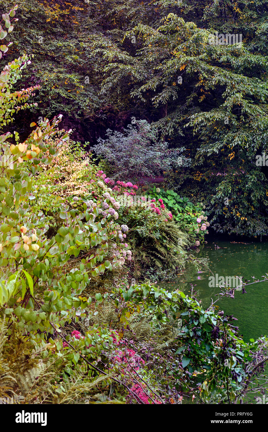 a shrub, climbing plant with rounded or flattened flowering heads of ...