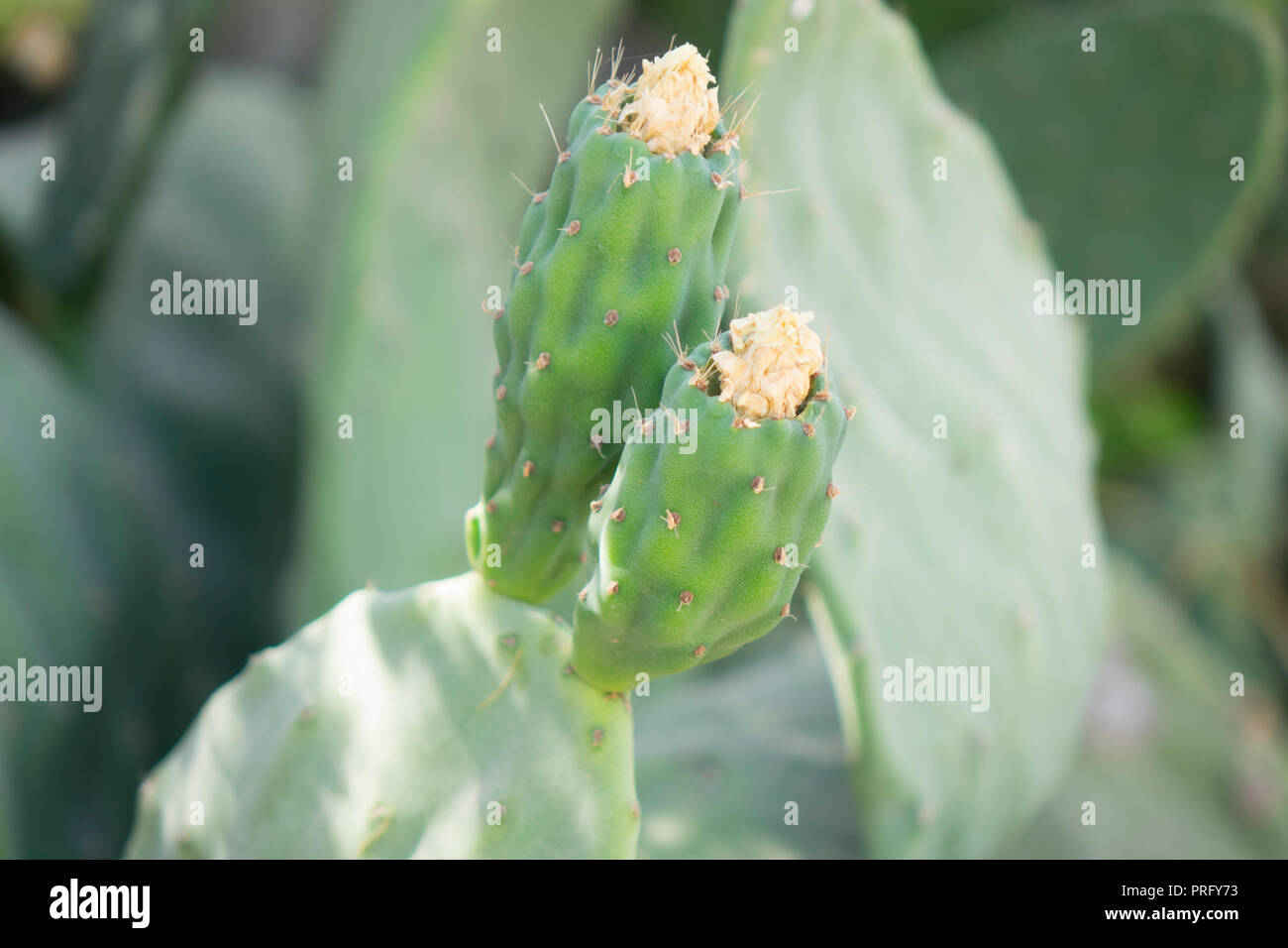 Yellow wild prickly pear cactus hi-res stock photography and images - Alamy