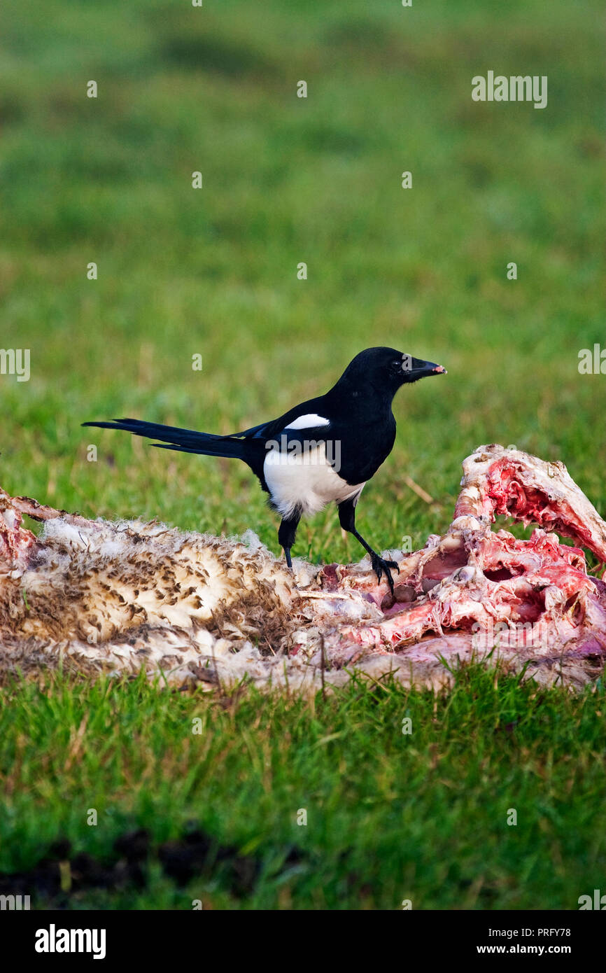 Magpie uk sheep hi-res stock photography and images - Alamy