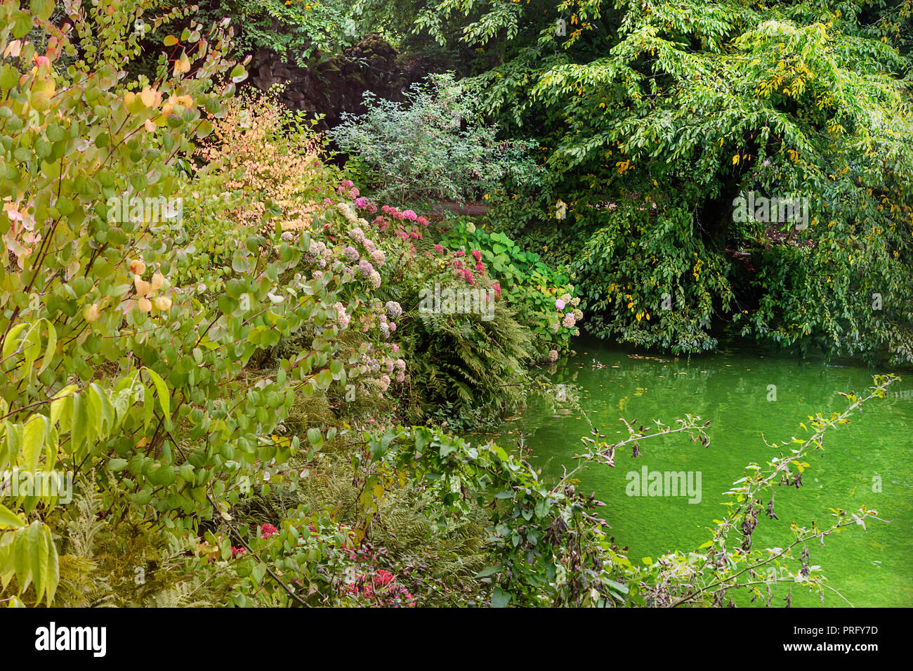 a shrub, climbing plant with rounded or flattened flowering heads of ...