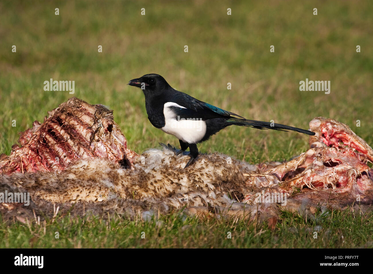 A Magpie feeding on sheep carcass, Devon, UK Stock Photo - Alamy