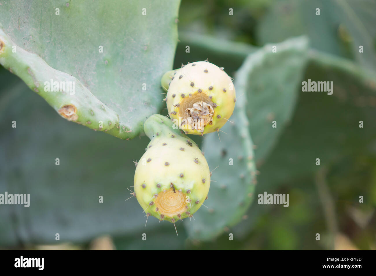 Close up of purple cactus flower bulb on cactus with wild cactus ...