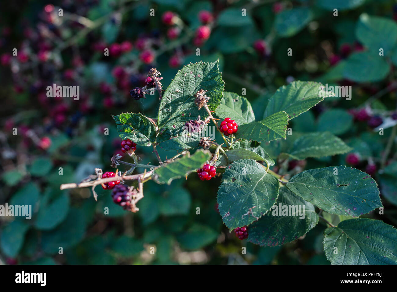 Brambles and blackberries Stock Photo - Alamy