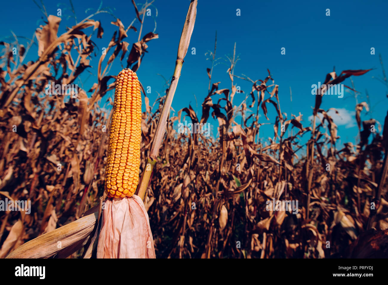 Golden cornfield on summer hi-res stock photography and images - Alamy