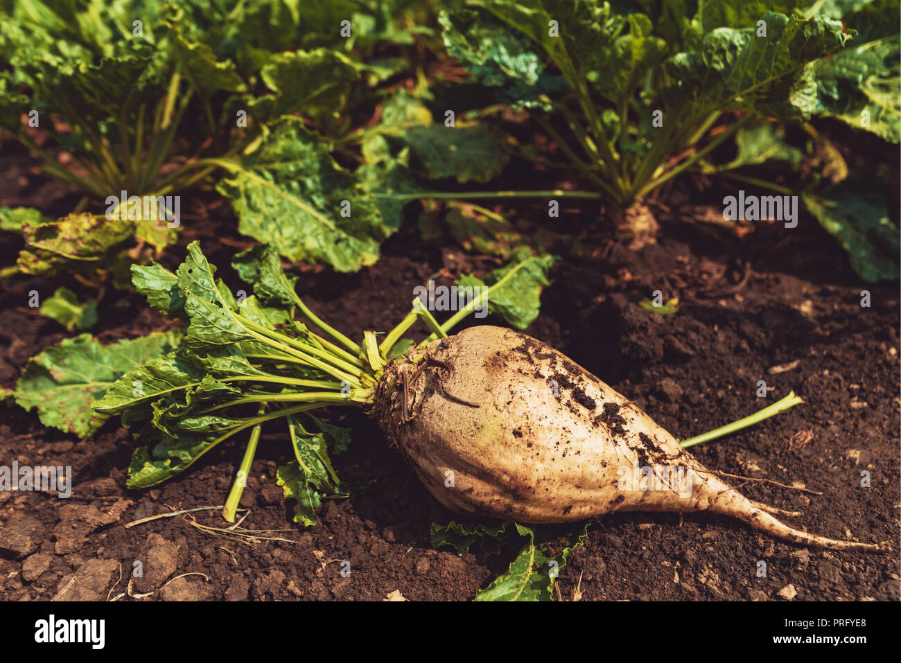 Extracted organically grown sugar beet root crop on the ground Stock ...