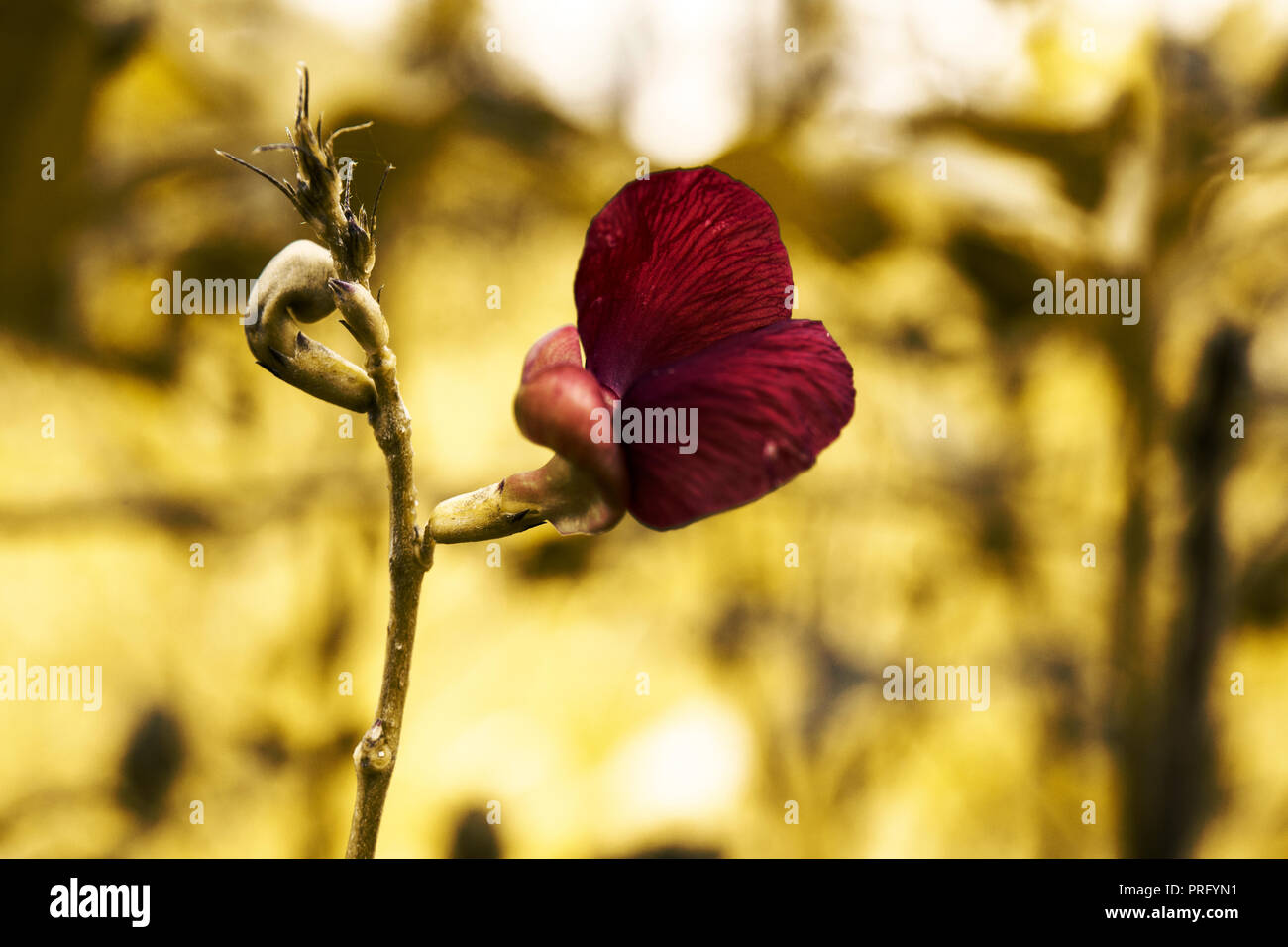 Human snail hi-res stock photography and images - Alamy