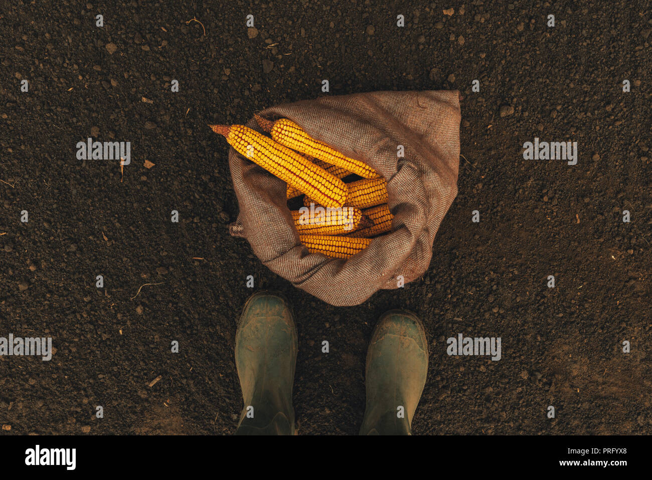 Farmer standing directly above harvested corn cobs in burlap sack, top ...