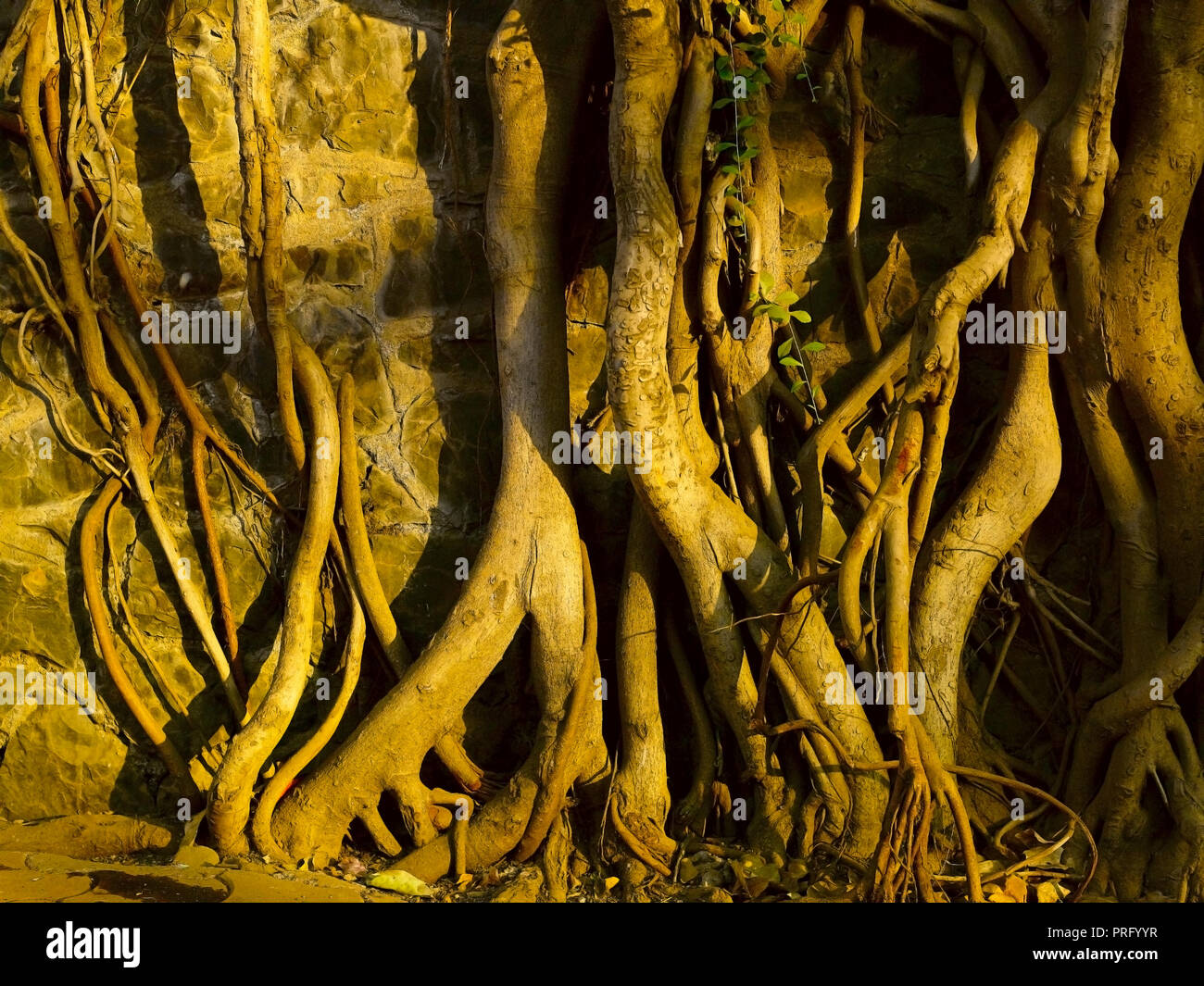 ROOTS OF A NEEM TREE, MUMBAI, INDIA, ASIA Stock Photo - Alamy