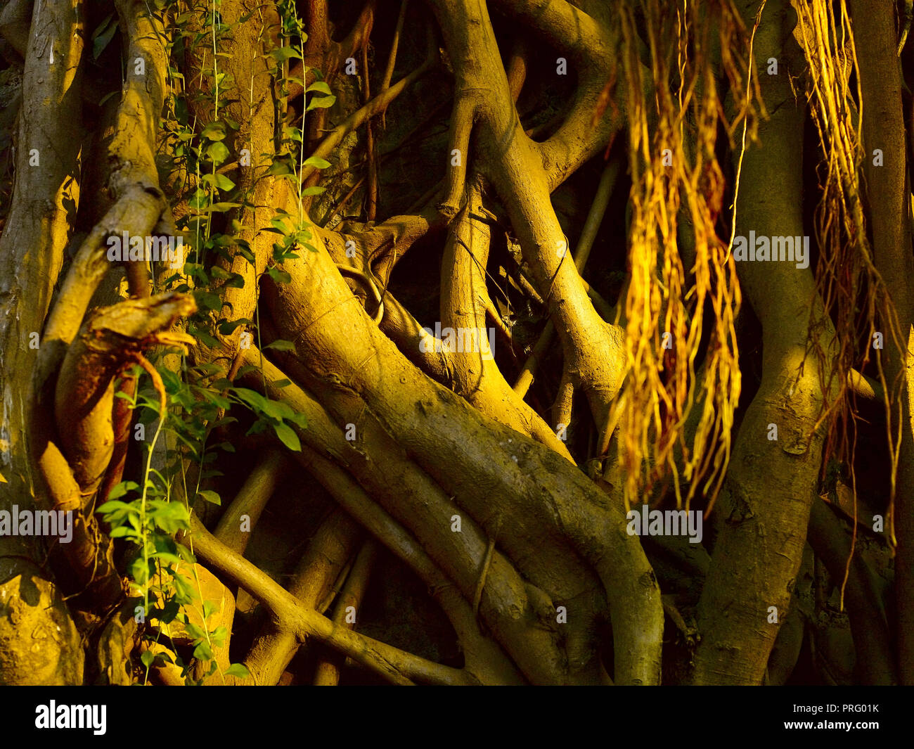 Quinine tree hi-res stock photography and images - Alamy