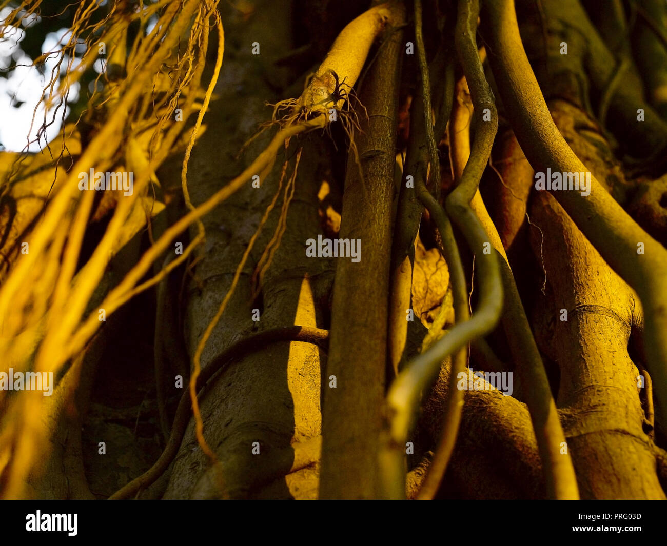 Quinine tree hi-res stock photography and images - Alamy