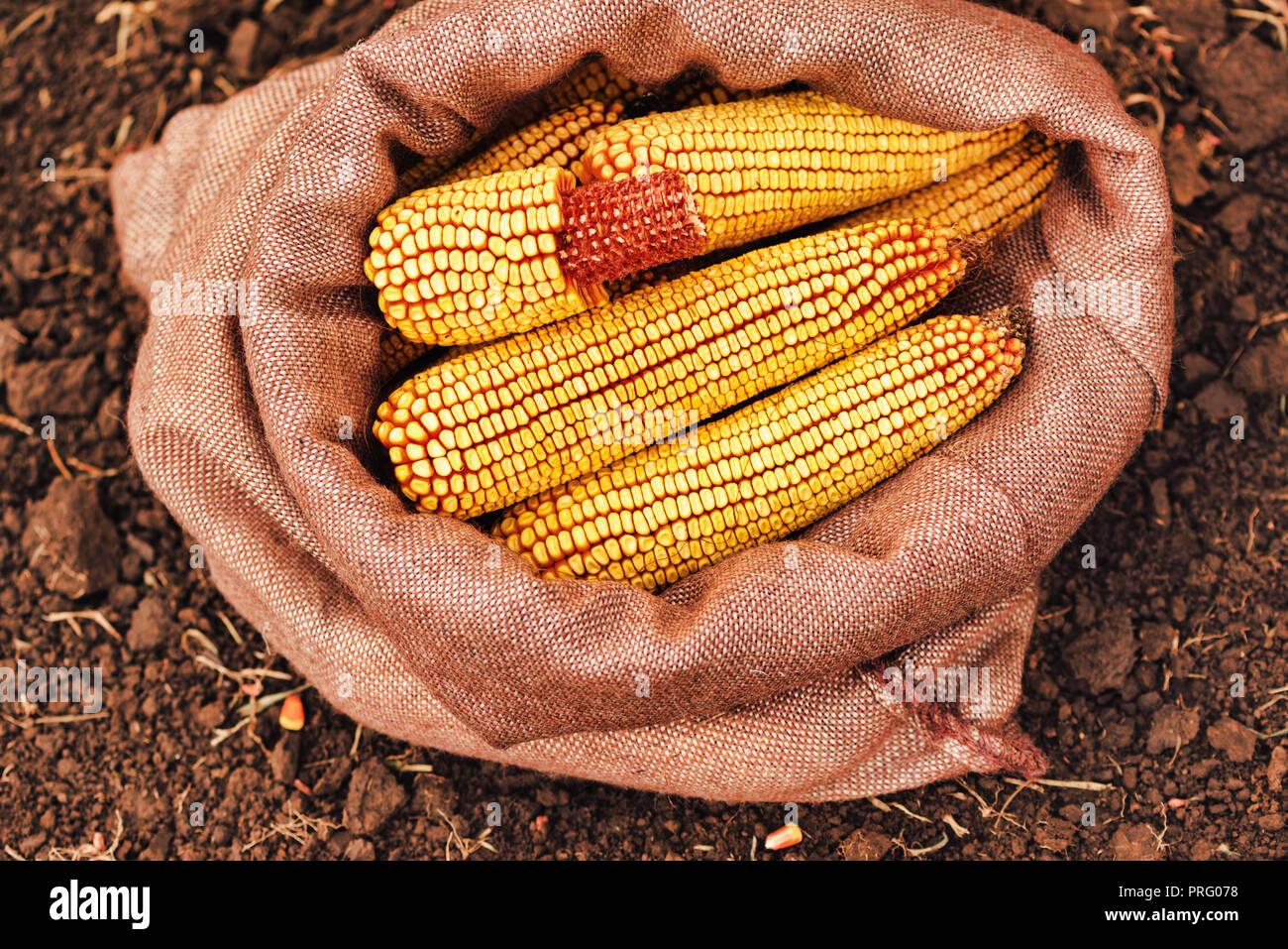 Sack of maize hi-res stock photography and images - Alamy