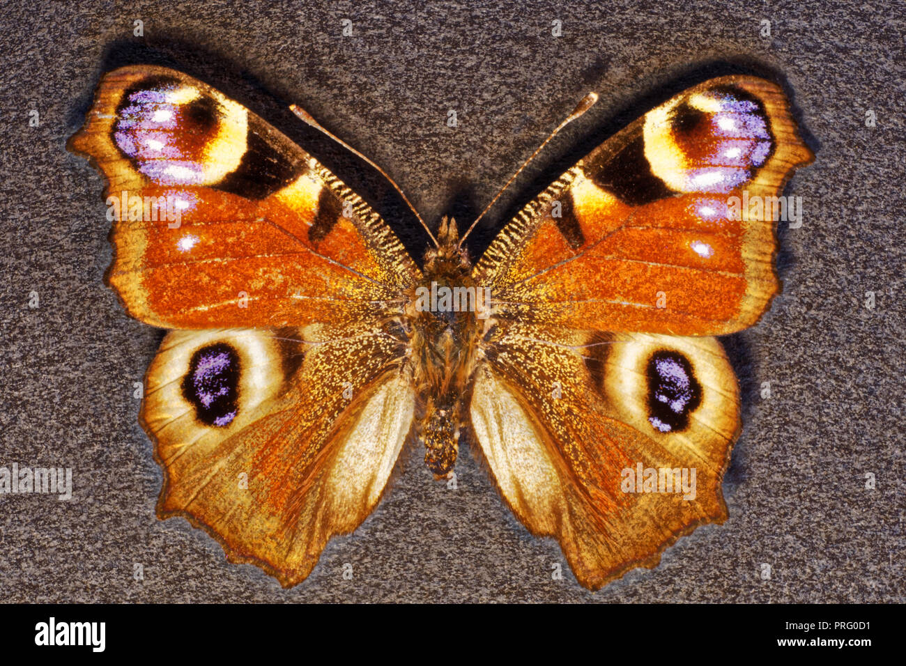 Butterflies of russia hi-res stock photography and images - Alamy