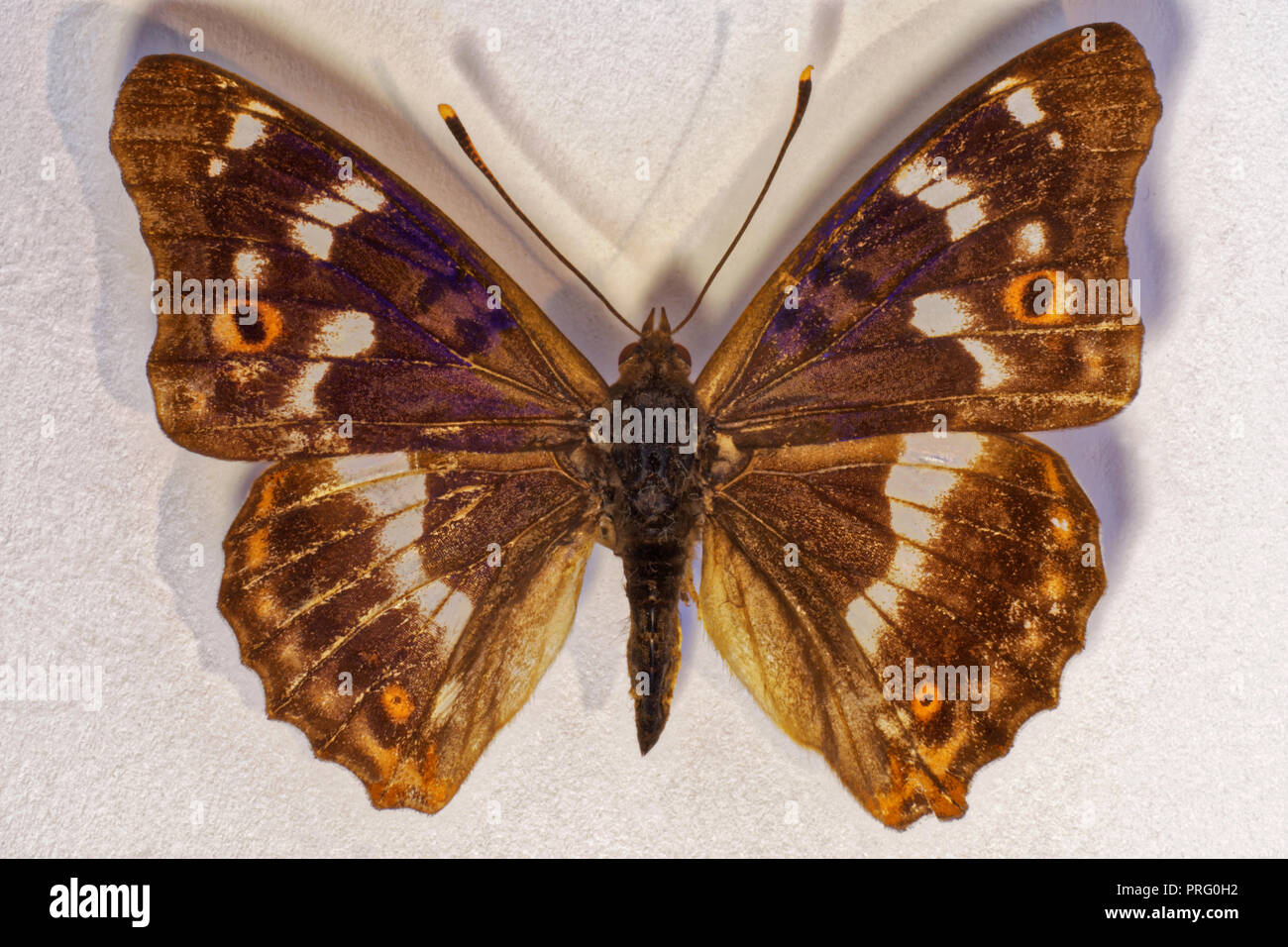 Butterflies of russia hi-res stock photography and images - Alamy