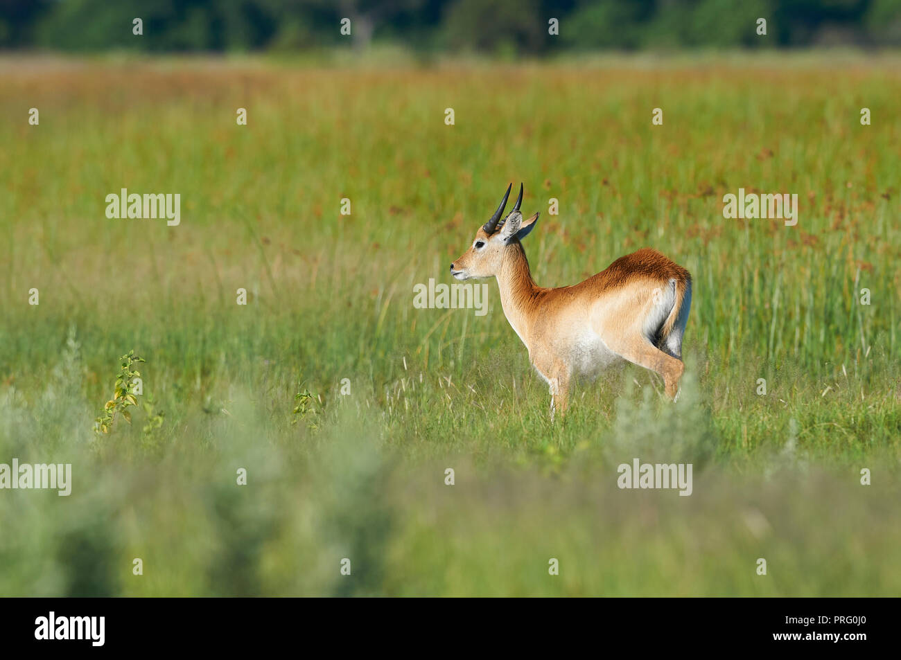 red lechwe, young buck walking in the okavango delta botswana Stock ...