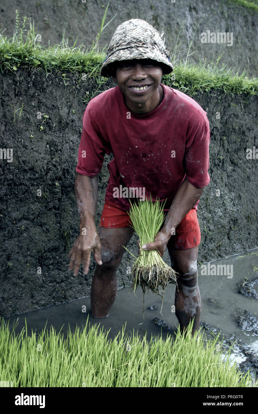 Balinese rice farmer harvesting rice crop Stock Photo - Alamy