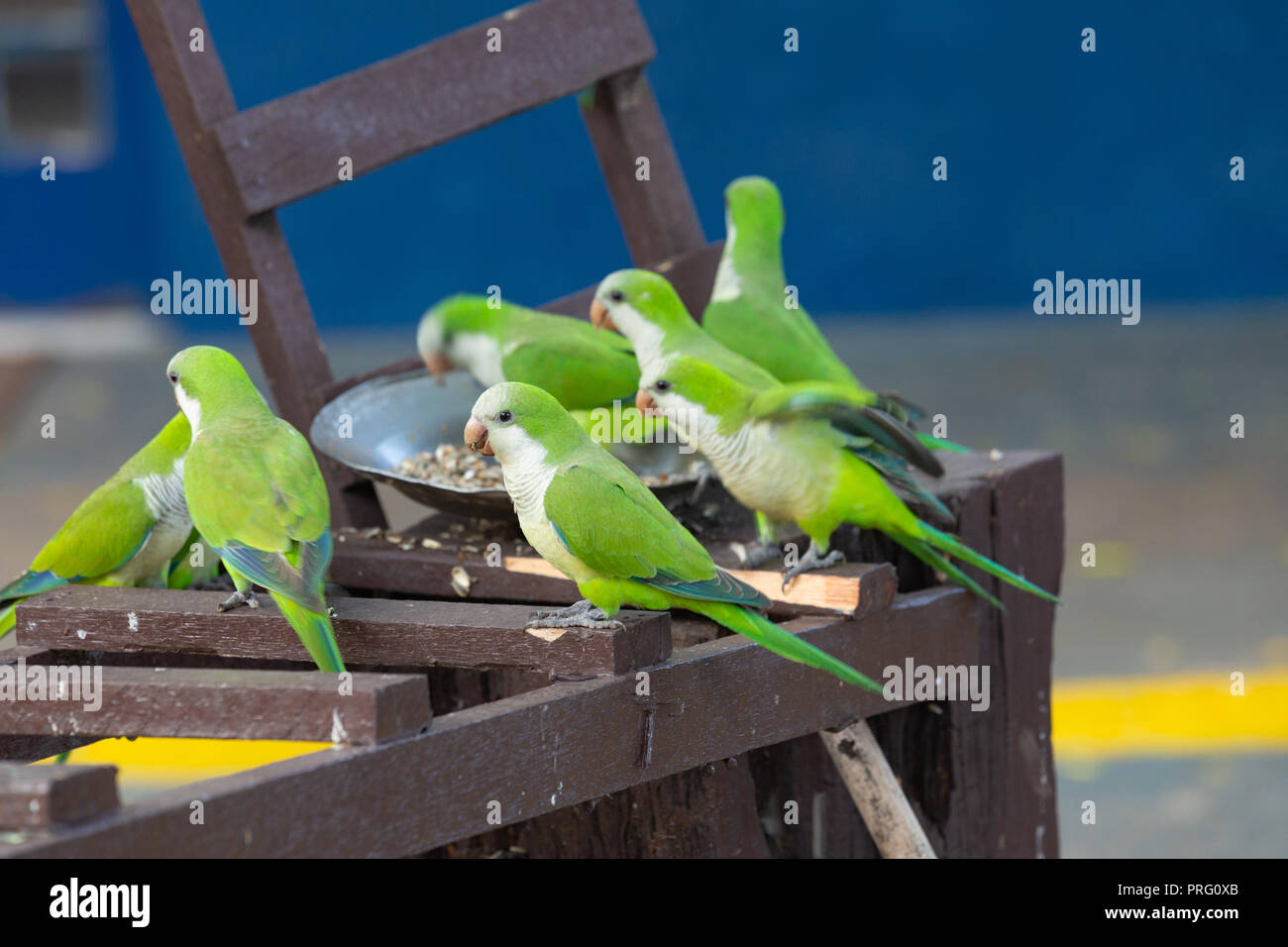 parrots eating food prepared for them in the open air Stock Photo - Alamy