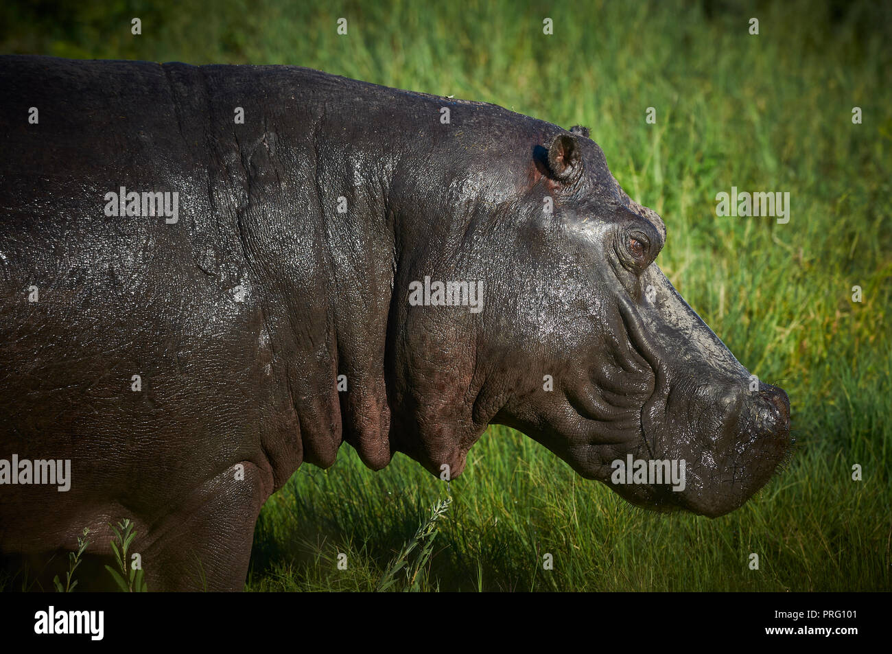 Fat hippo hi-res stock photography and images - Alamy