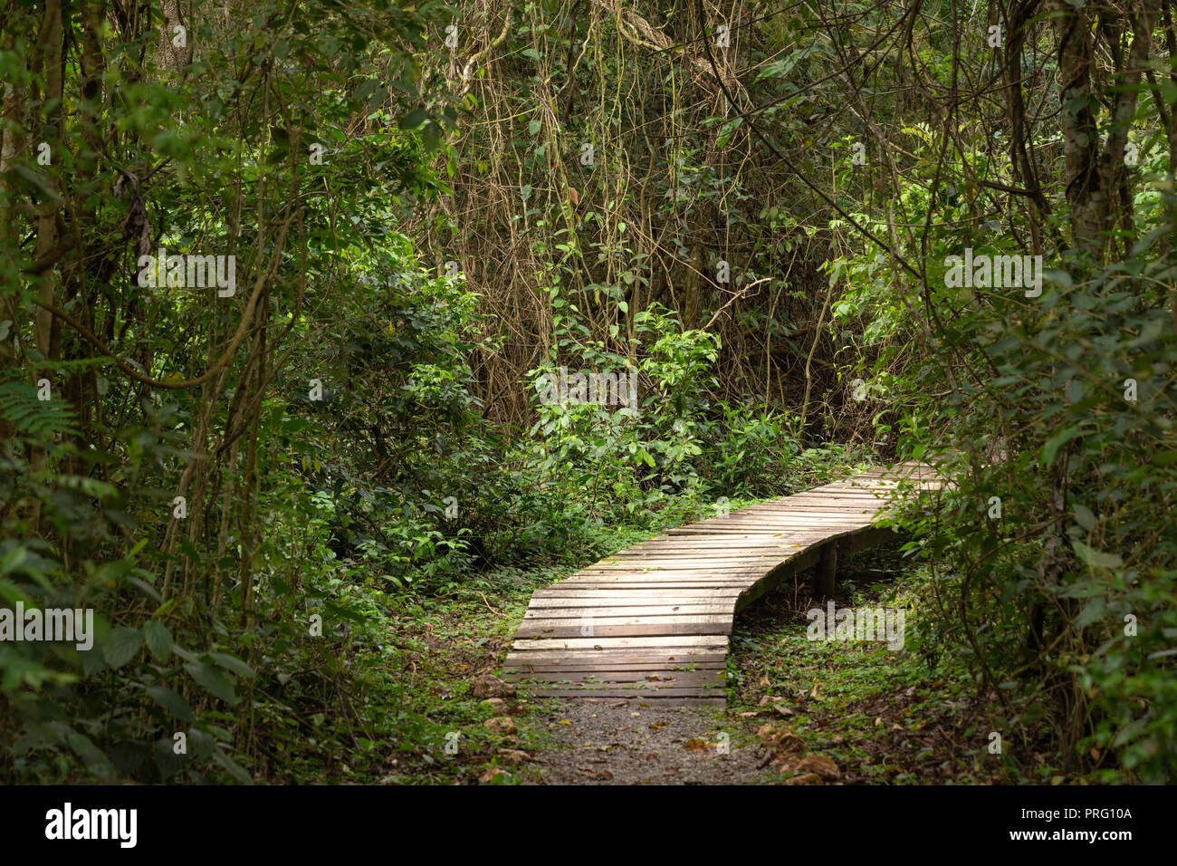 path in the jungle / landscape Stock Photo - Alamy