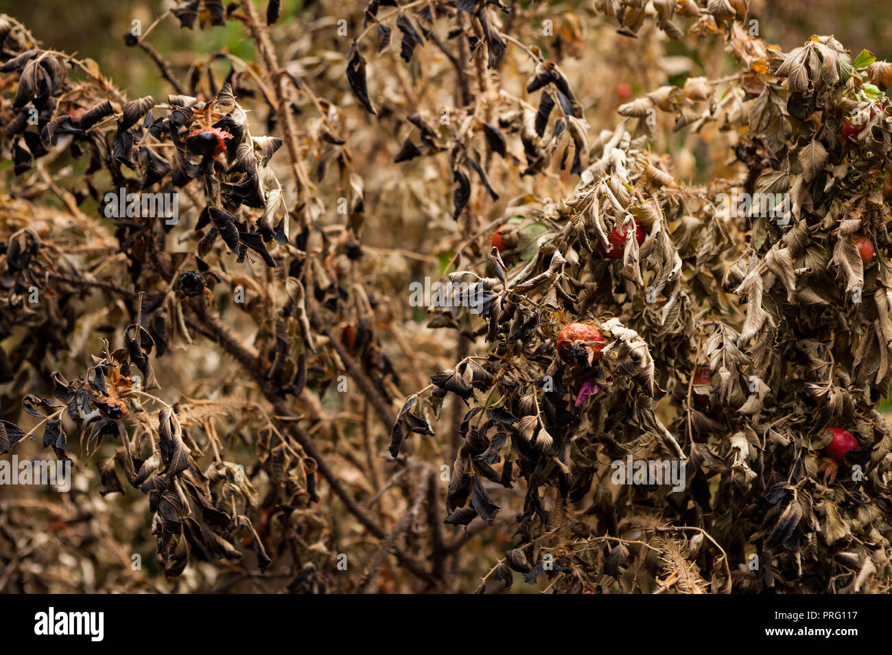 Fire Rose High Resolution Stock Photography and Images - Alamy