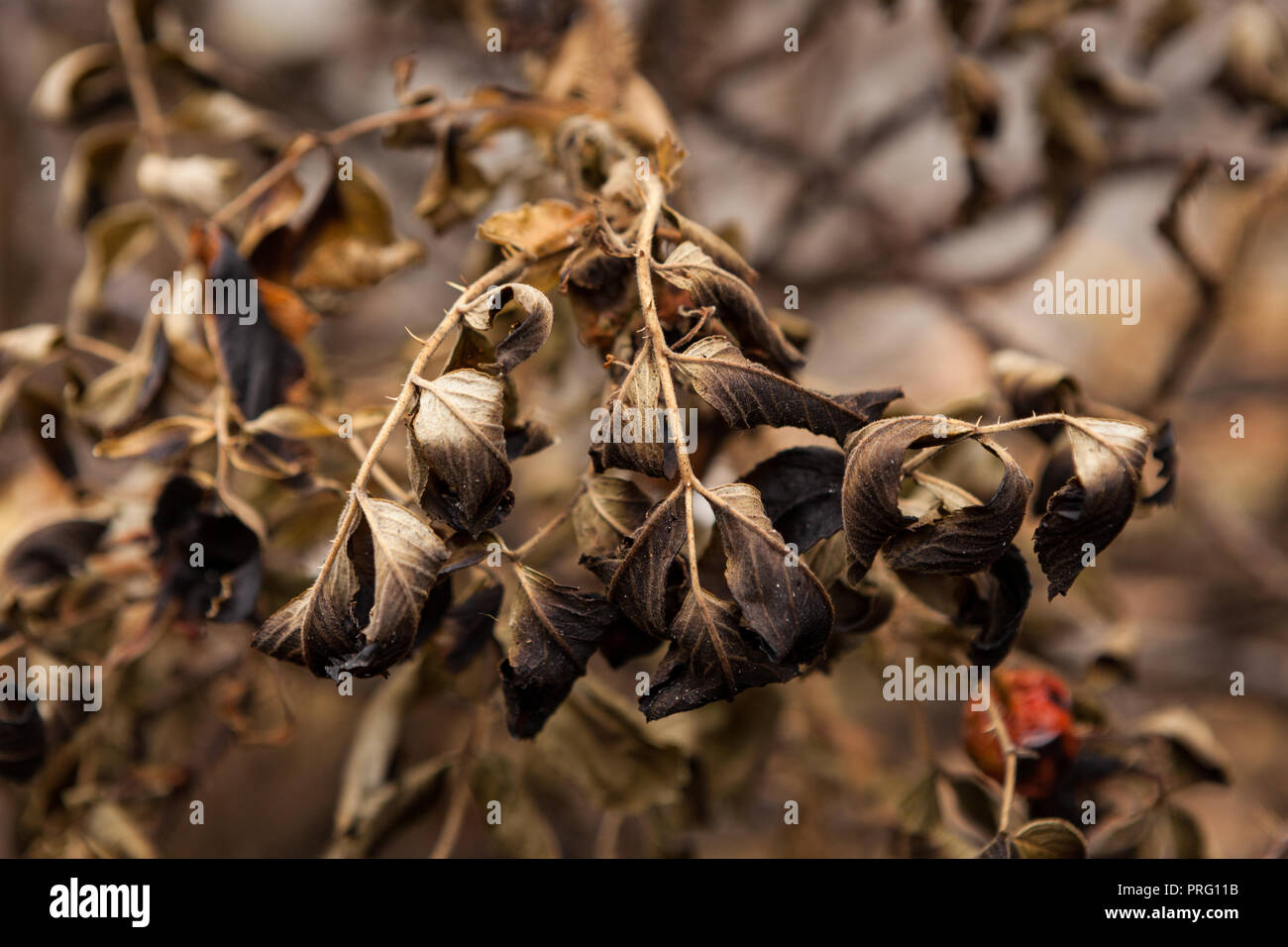 Burnt rose bush twig leaves near fire Stock Photo - Alamy