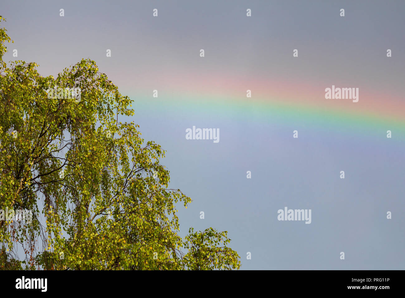 Rainbow and birch tree top after rain sunlight Stock Photo - Alamy