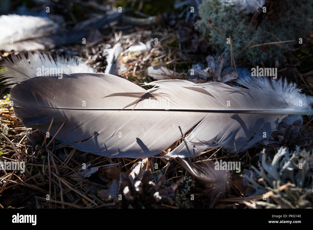 Beautiful feather bird hi-res stock photography and images - Alamy
