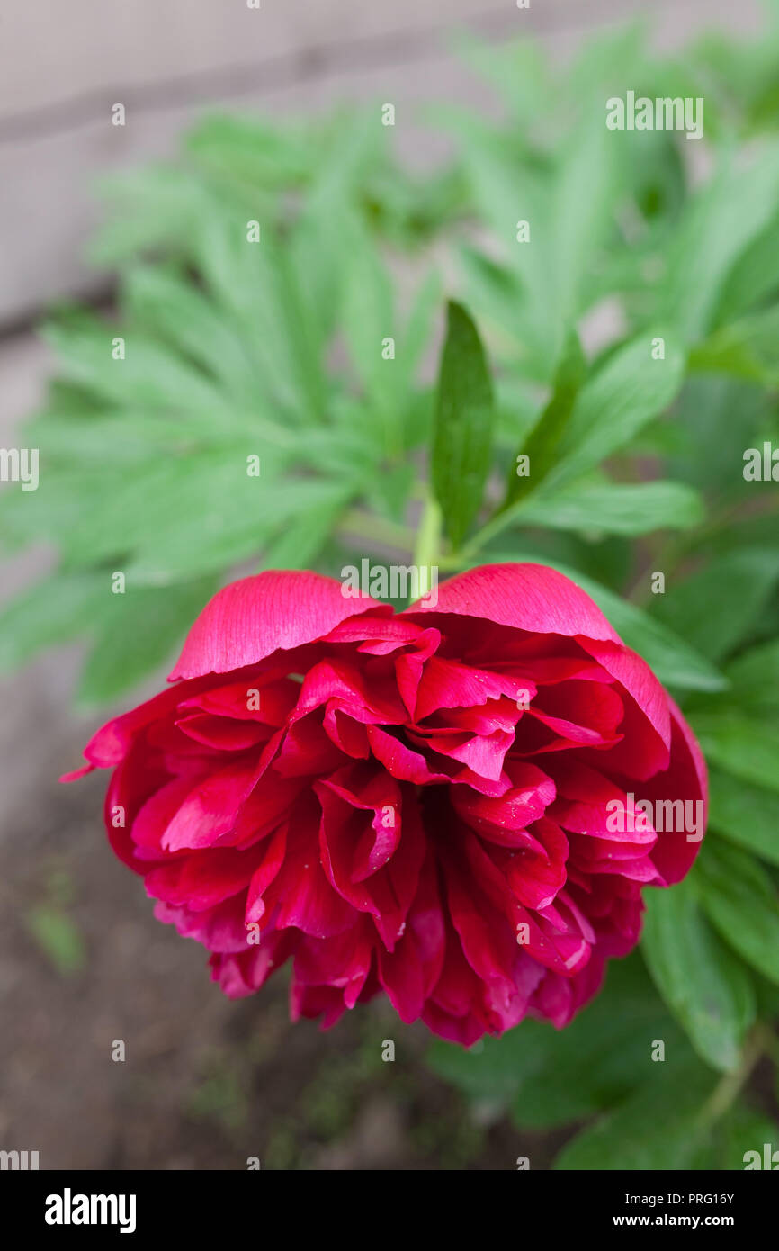 Peony flowering in garden close-up Stock Photo - Alamy