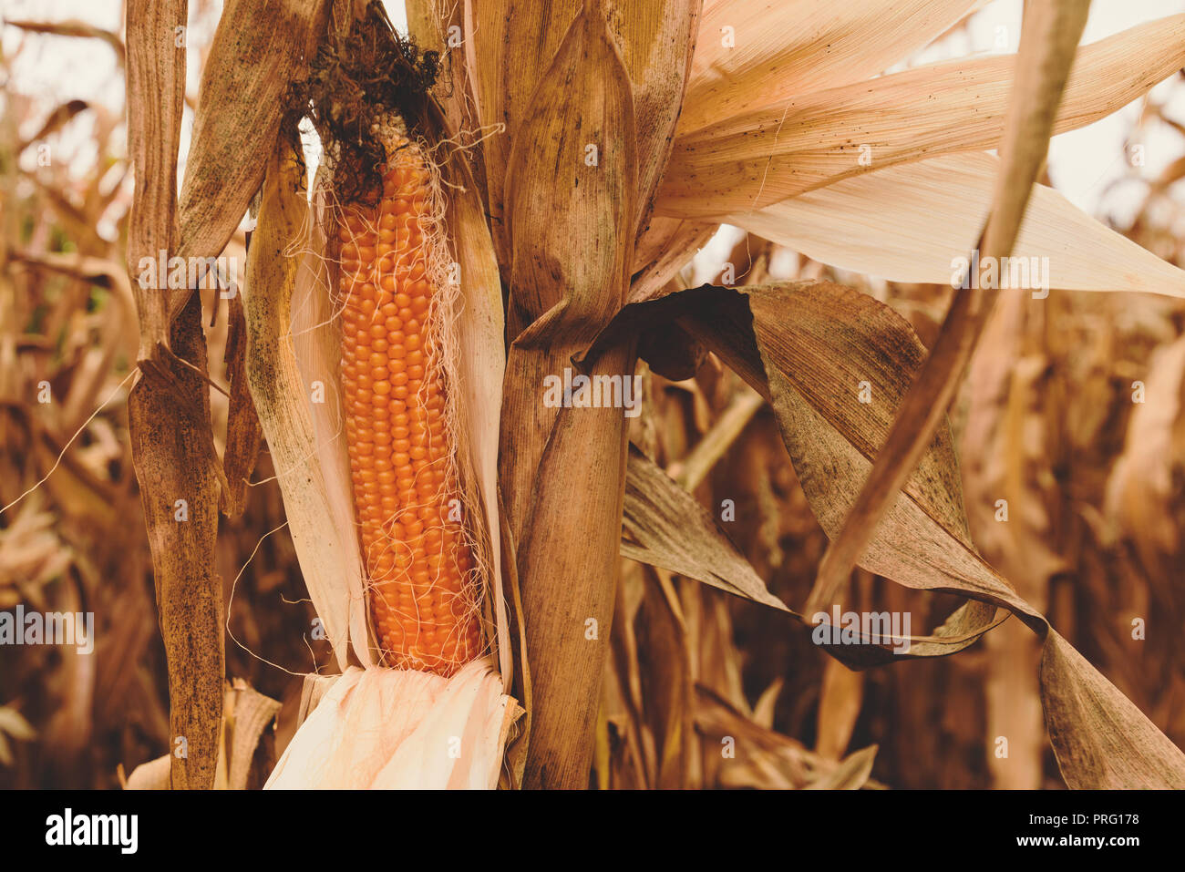 Popcorn cob in cultivated field is ready for harvesting Stock Photo - Alamy