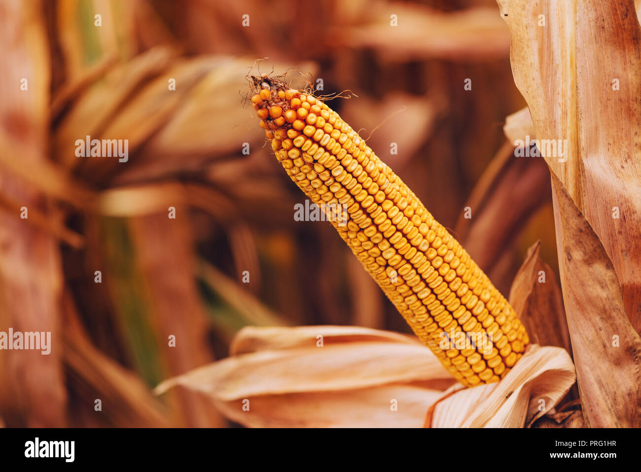 Ripe corn on the cob in cultivated cornfield is ready to be harvested ...