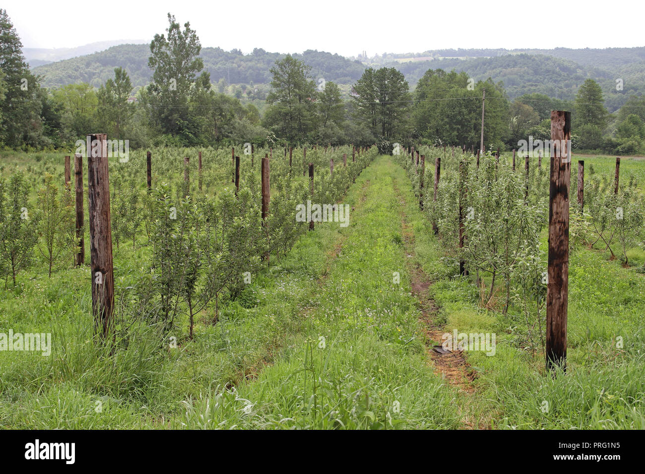 Fruits Farming Field Growing Trees Outdoor in Rows Stock Photo - Alamy