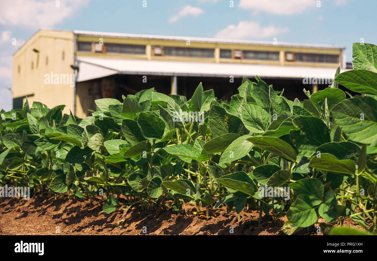 Agricultural soybean plants on field hi-res stock photography and ...