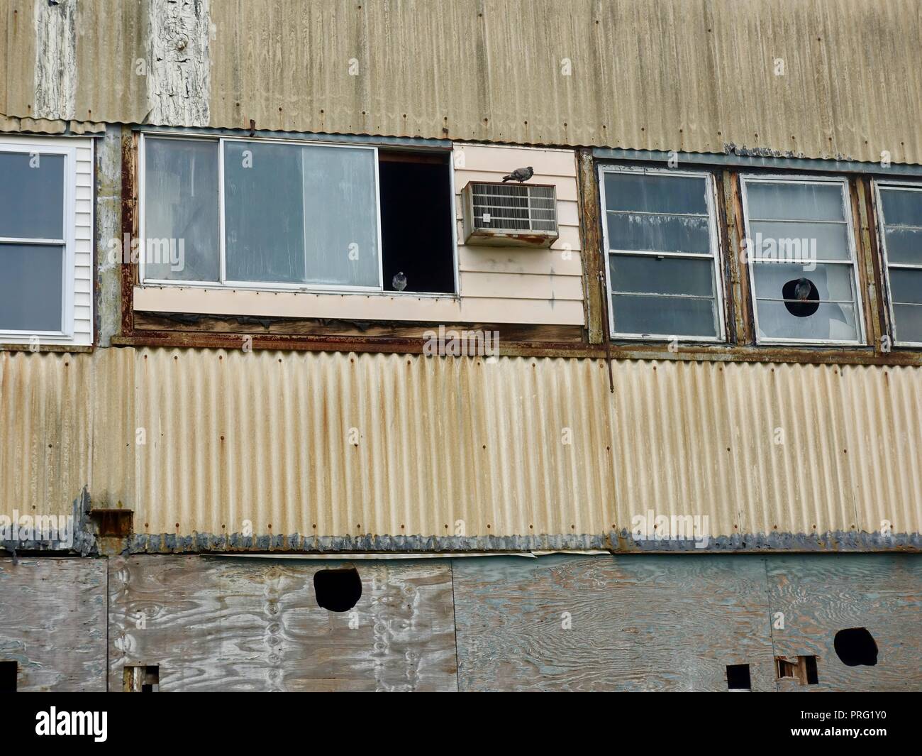 Pigeon looking out old window from the decrepit, river side facade of ...
