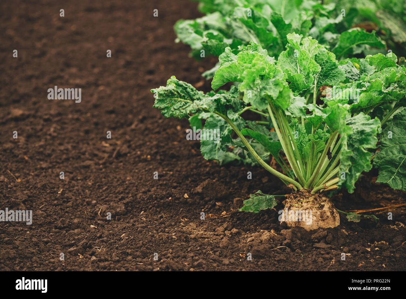 Sugar beet root crop organically grown in cultivated field Stock Photo ...