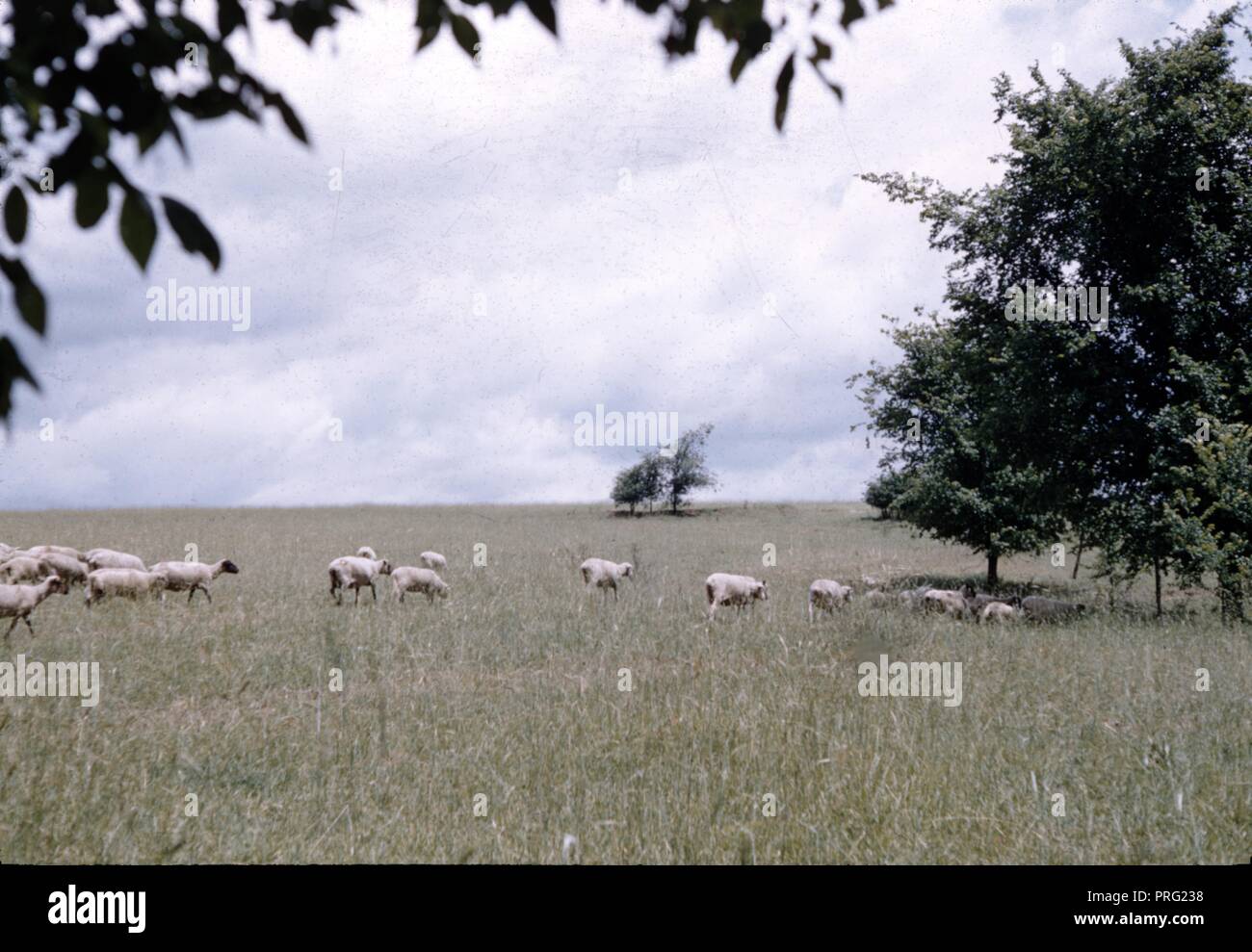 Vintage, authentic archival photograph, 1965 Stock Photo - Alamy