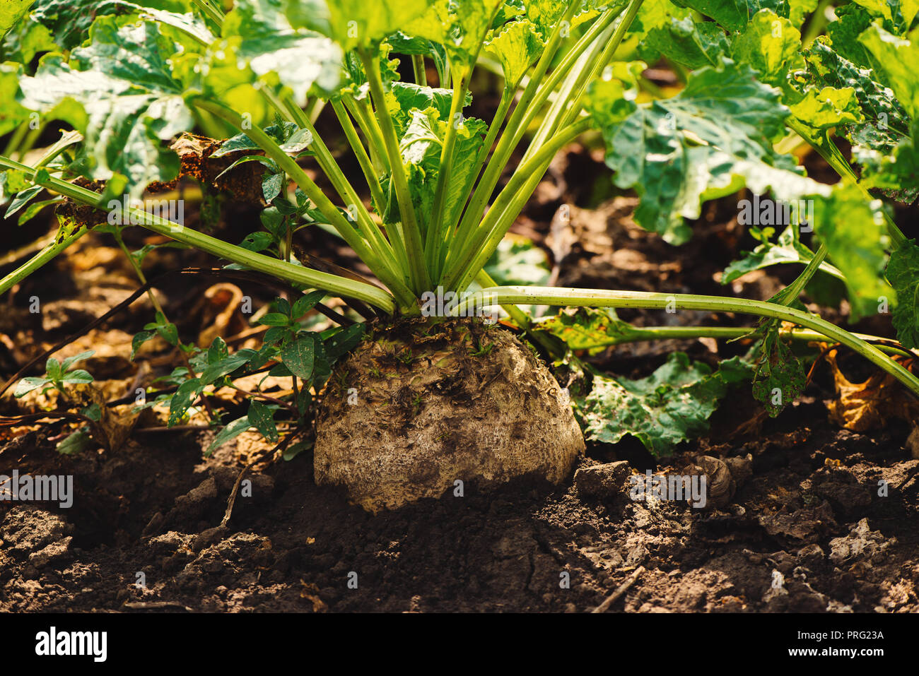 Close up of sugar beet in field, ripe root crop is ready for harvesting ...