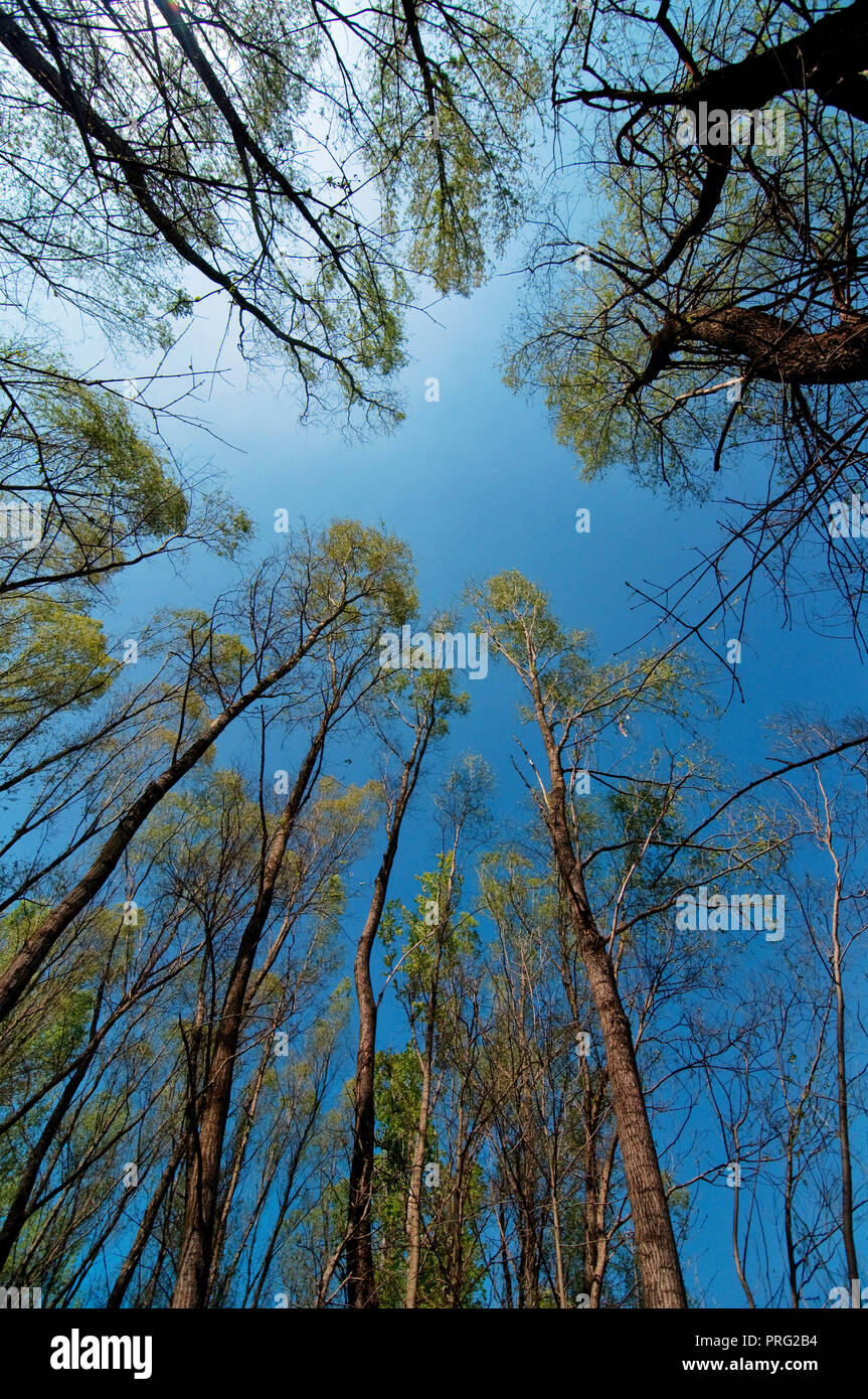 Deciduous tall tree hi-res stock photography and images - Alamy