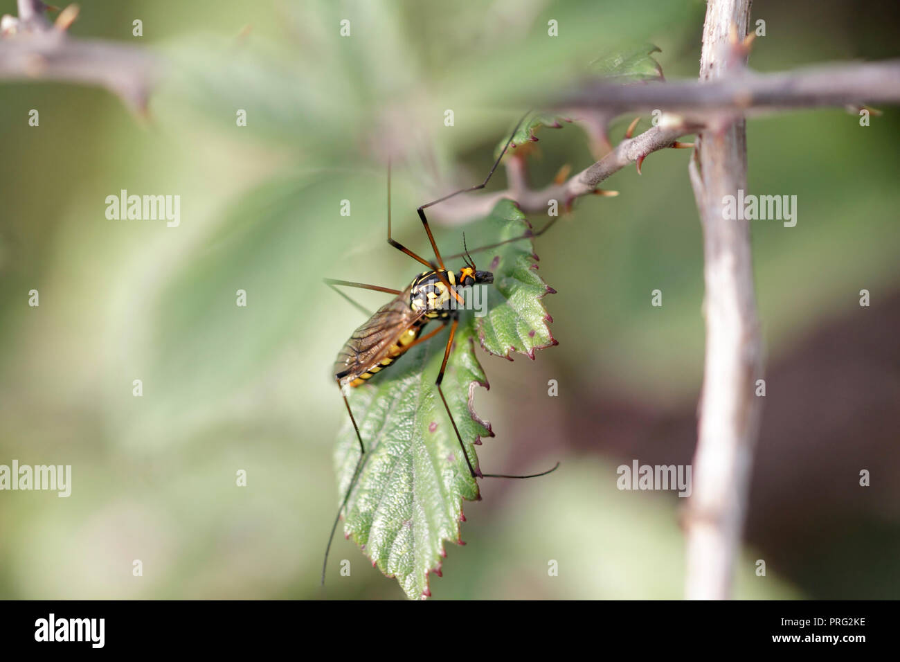 Small yellow mosquito. Early autumn. North of Portugal Stock Photo - Alamy