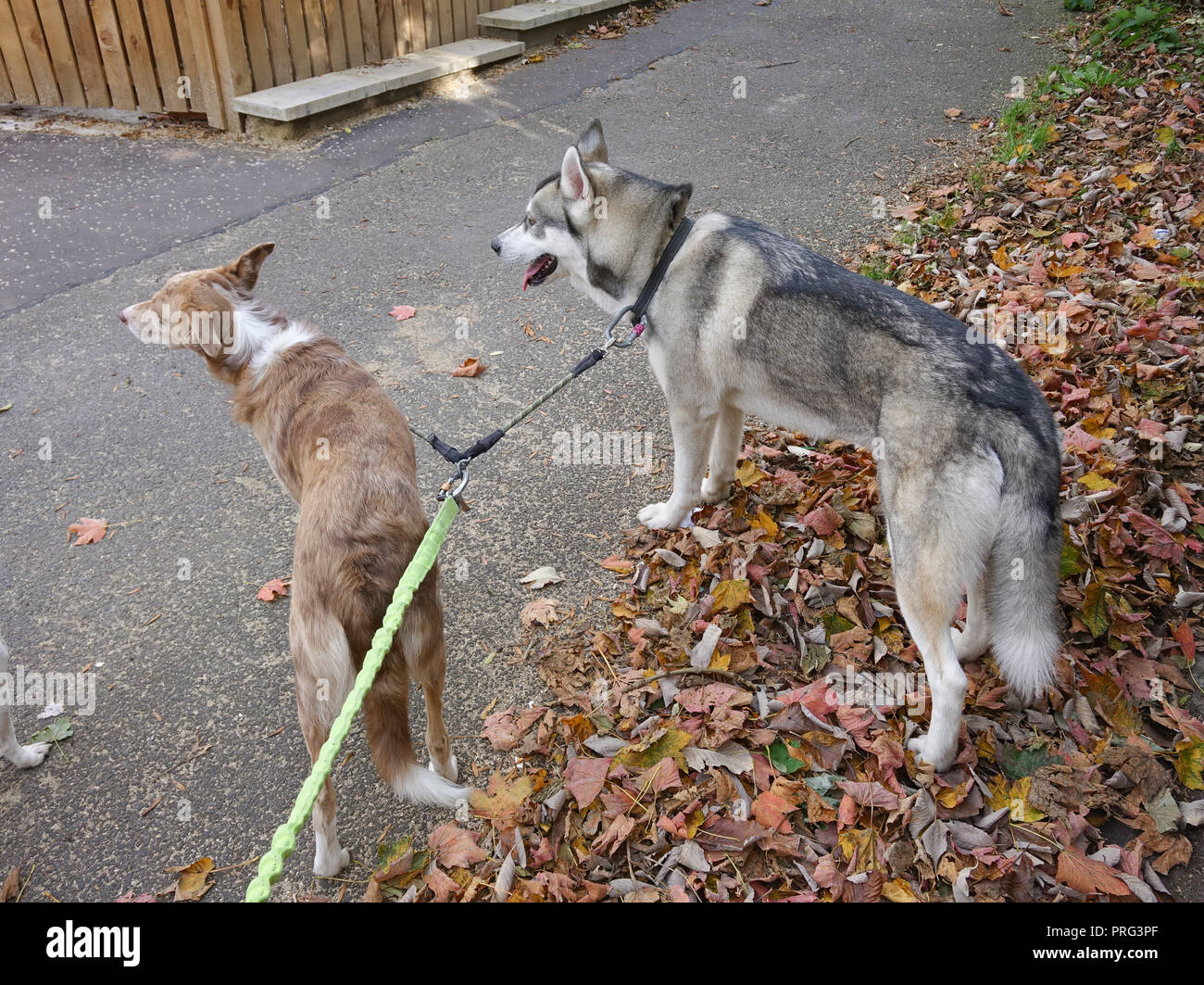 Collie husky hi-res stock photography and images - Alamy