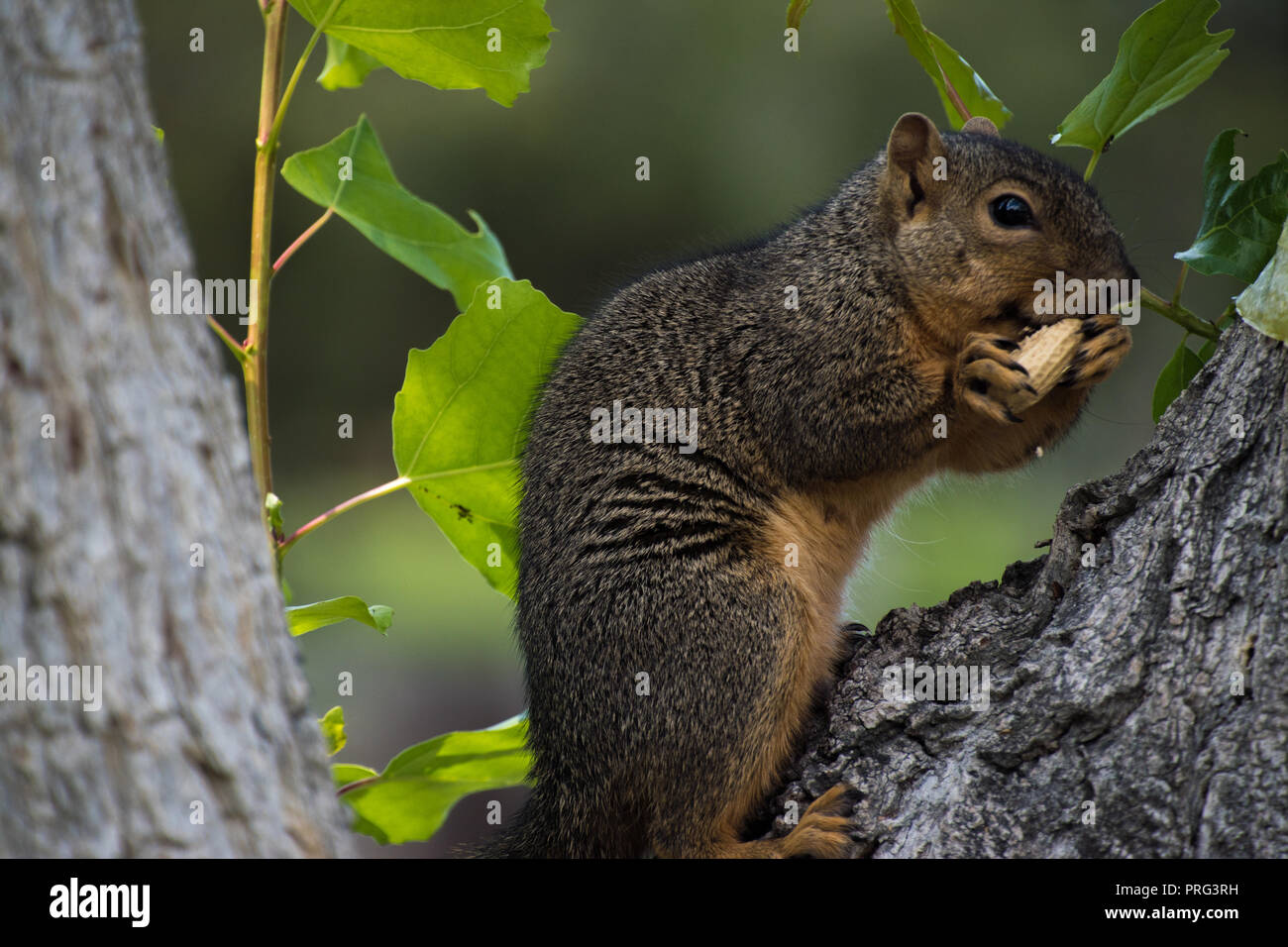 Squirrel eating nut in tree hi-res stock photography and images - Alamy