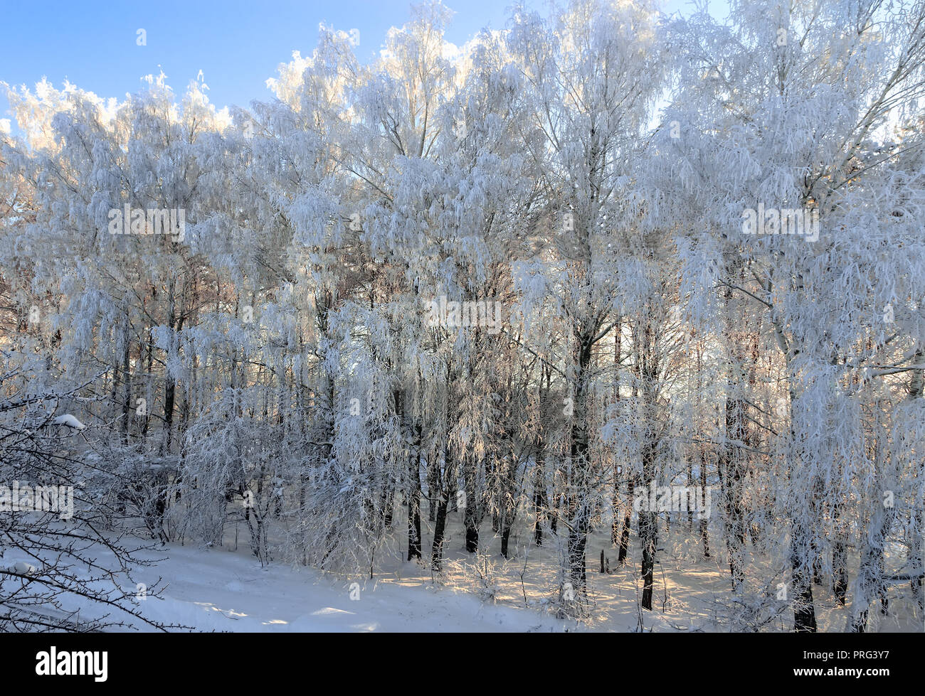 Winter landscape on a clear Sunny frosty day, the branches of trees in ...
