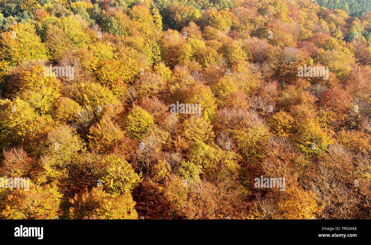 Aerial landscape - autumn trees Stock Photo - Alamy
