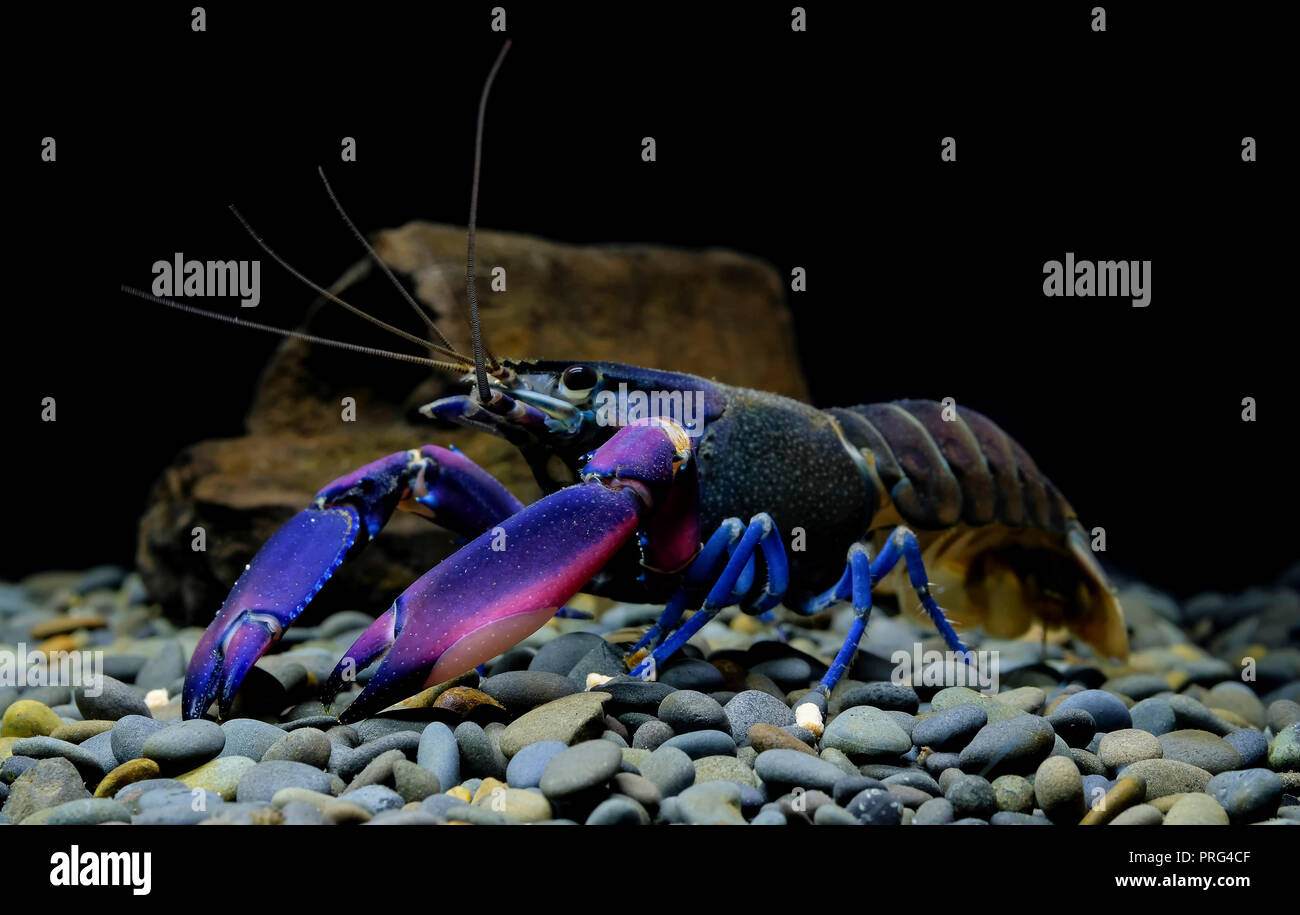 crayfish Cherax in the aquarium Stock Photo - Alamy