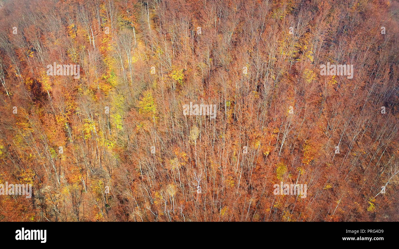 Aerial landscape - autumn trees Stock Photo - Alamy