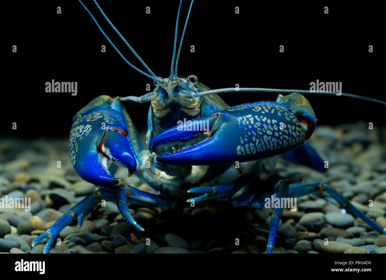 crayfish Cherax in the aquarium Stock Photo - Alamy
