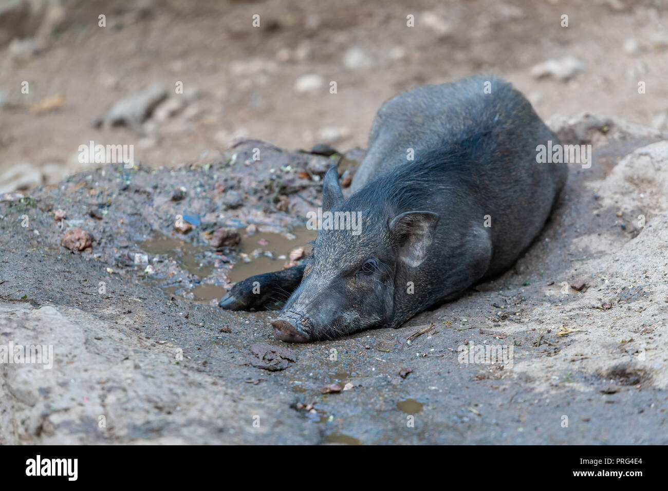 A wild boar lie down on the wet ground to cool down his body on a hot ...