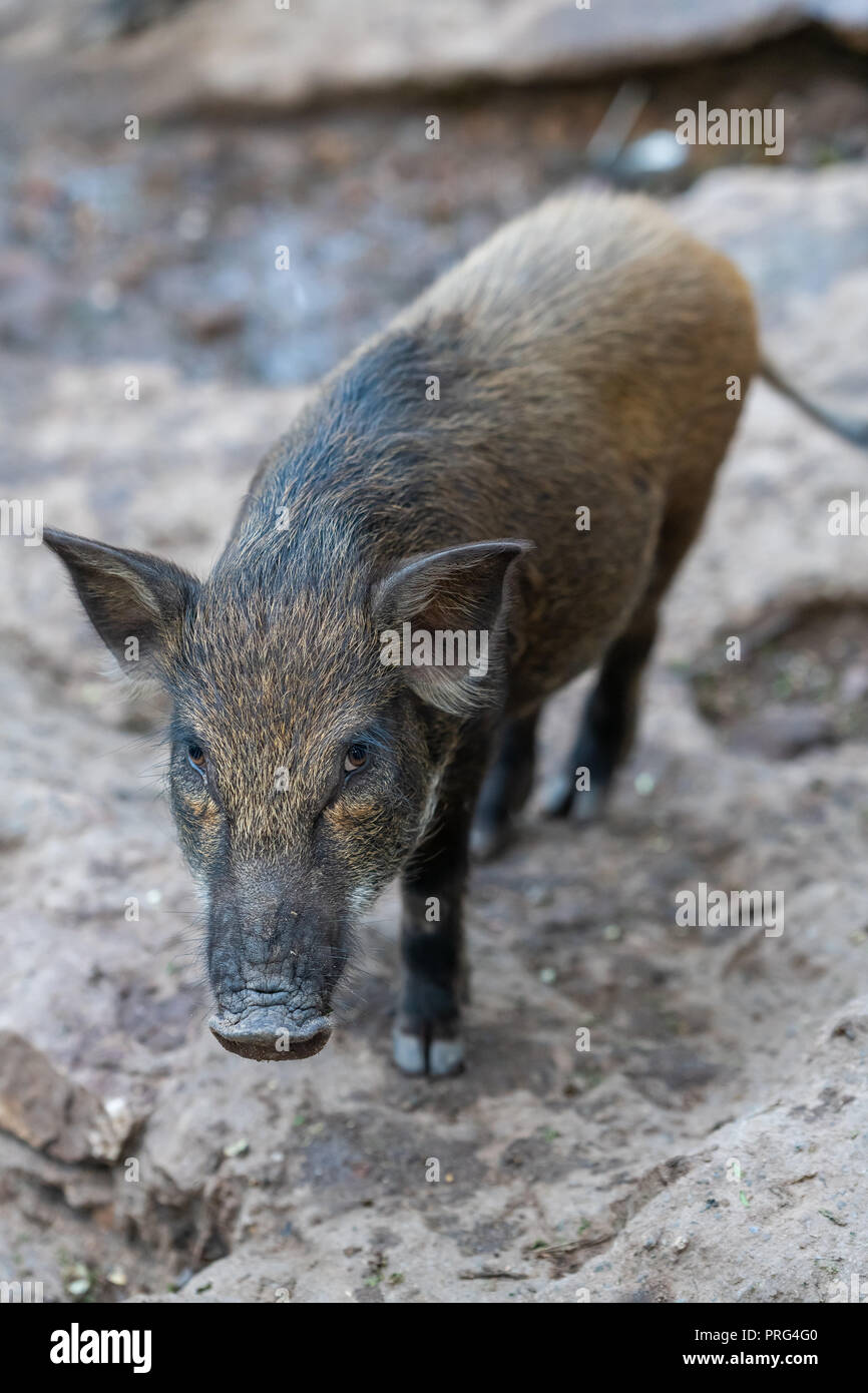 Wild boar (Sus scrofa), also known as wild pig, is a species of the pig ...