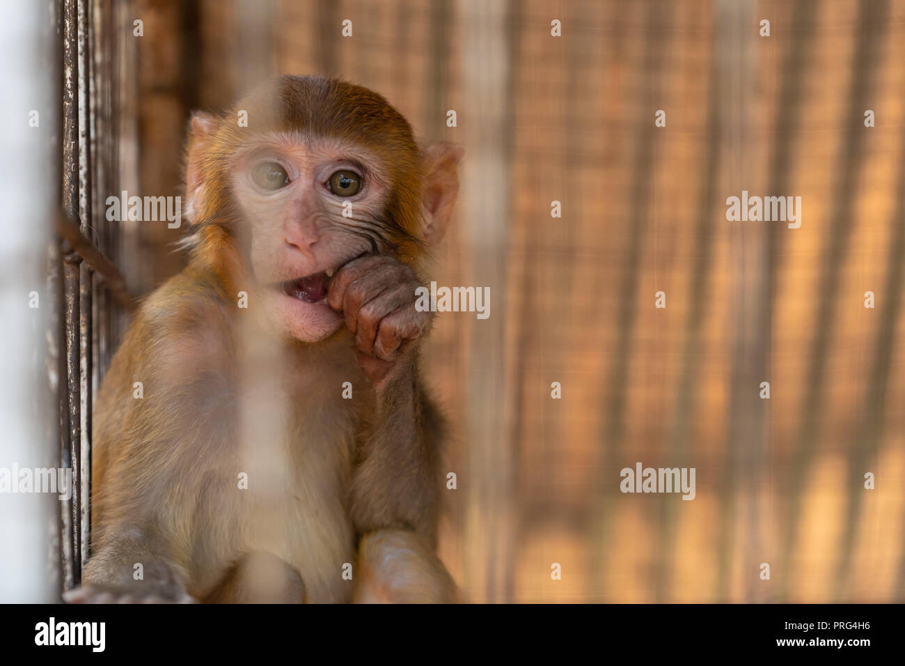 A little lonely rhesus macaque monkey under captivity in a private zoo ...