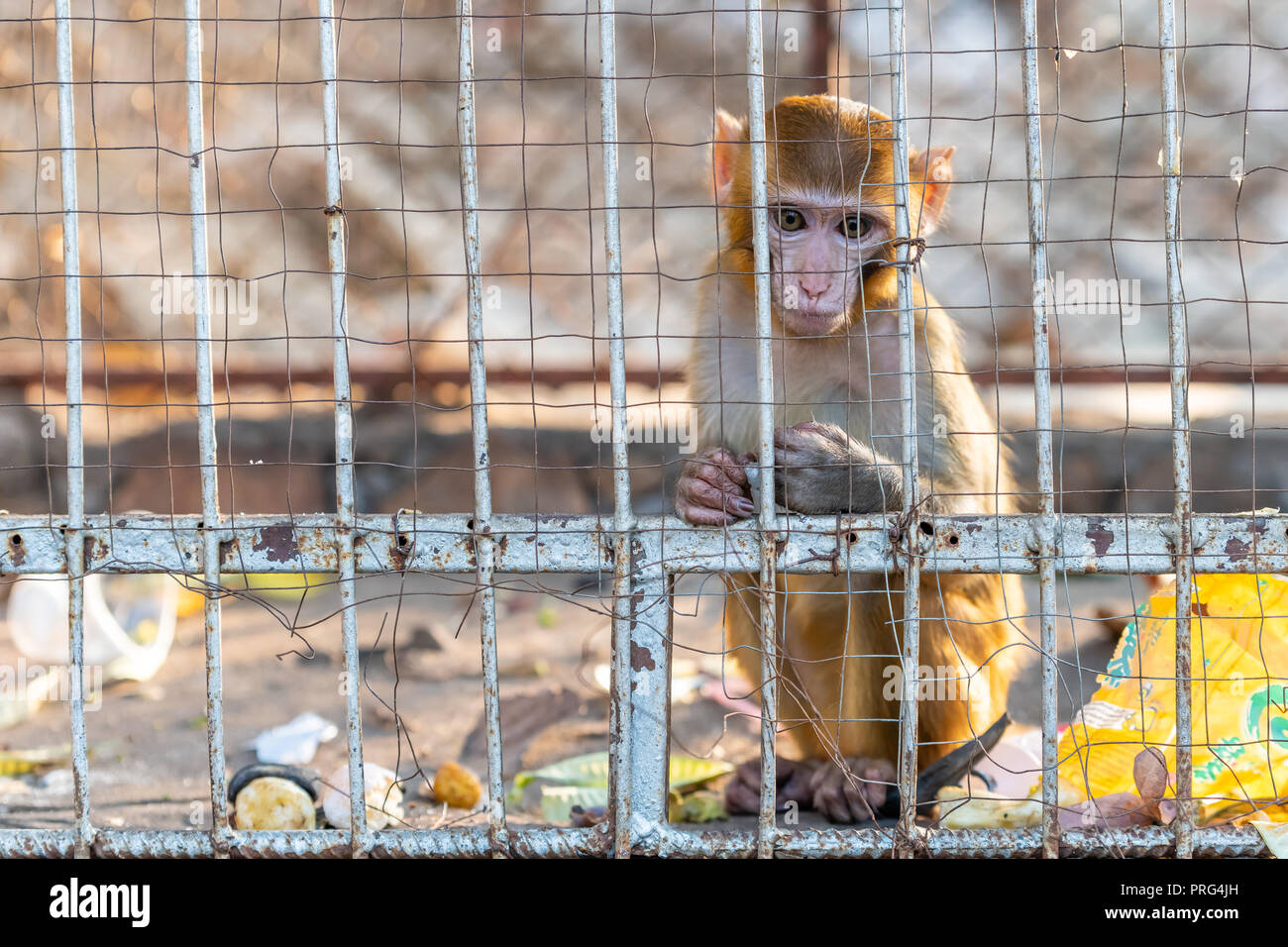 Private Zoo High Resolution Stock Photography and Images - Alamy