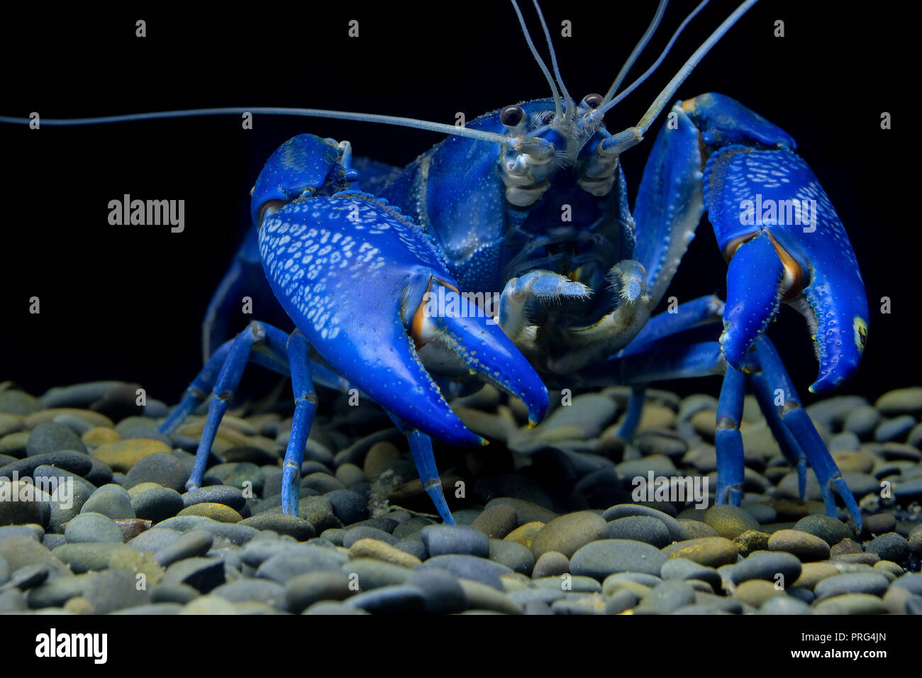 crayfish Cherax in the aquarium Stock Photo - Alamy