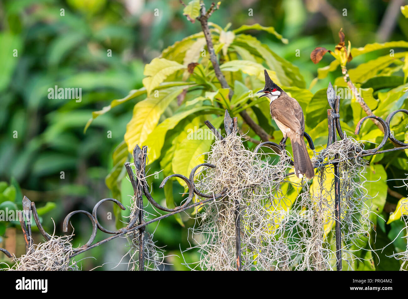 The red-whiskered bulbul or crested bulbul, is a passerine bird found ...